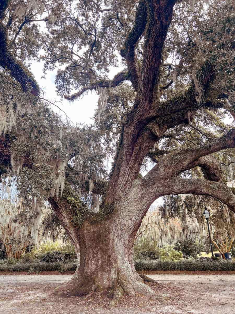 Instagrammable Places In Charleston SC: The Best Photo Spots - Alex ...