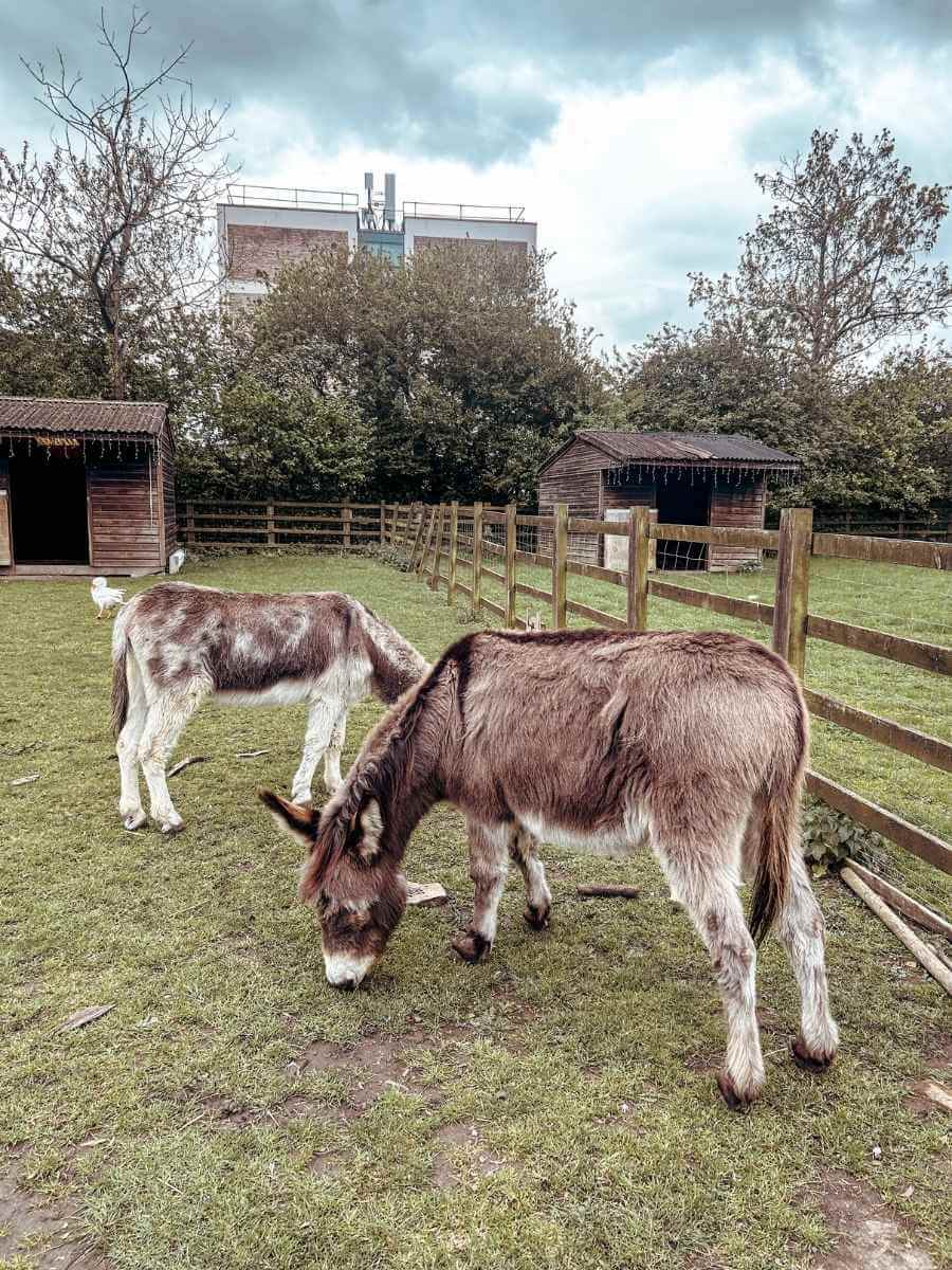 The Best City Farms In London: Animal Fun For Kids - Alex Jessica Mills