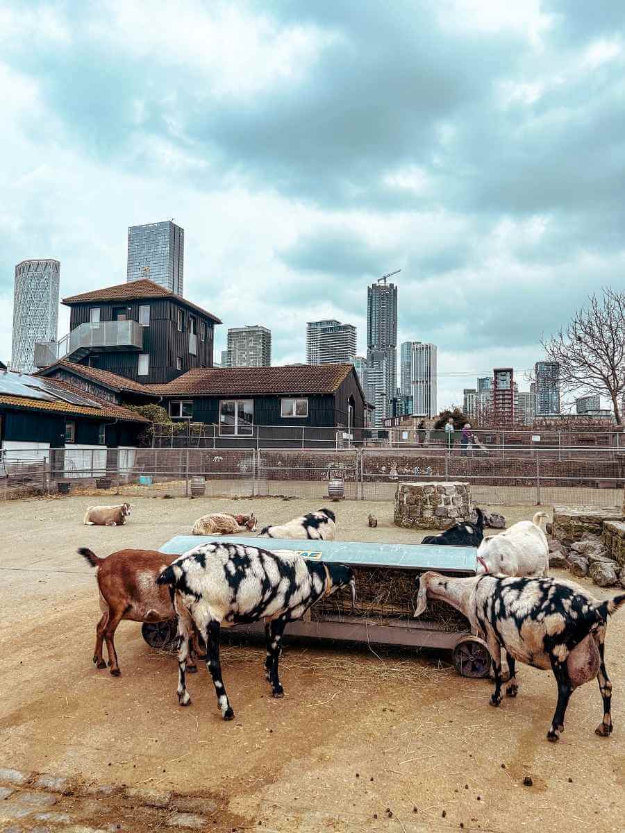 The Best City Farms In London: Animal Fun For Kids - Alex Jessica Mills ...